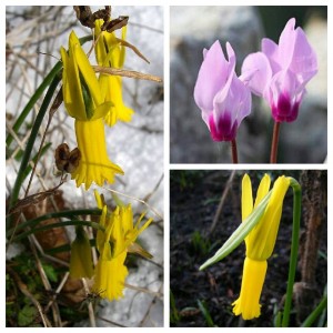 Types of daffodils: The jonquil flower - Dutch Daffodils