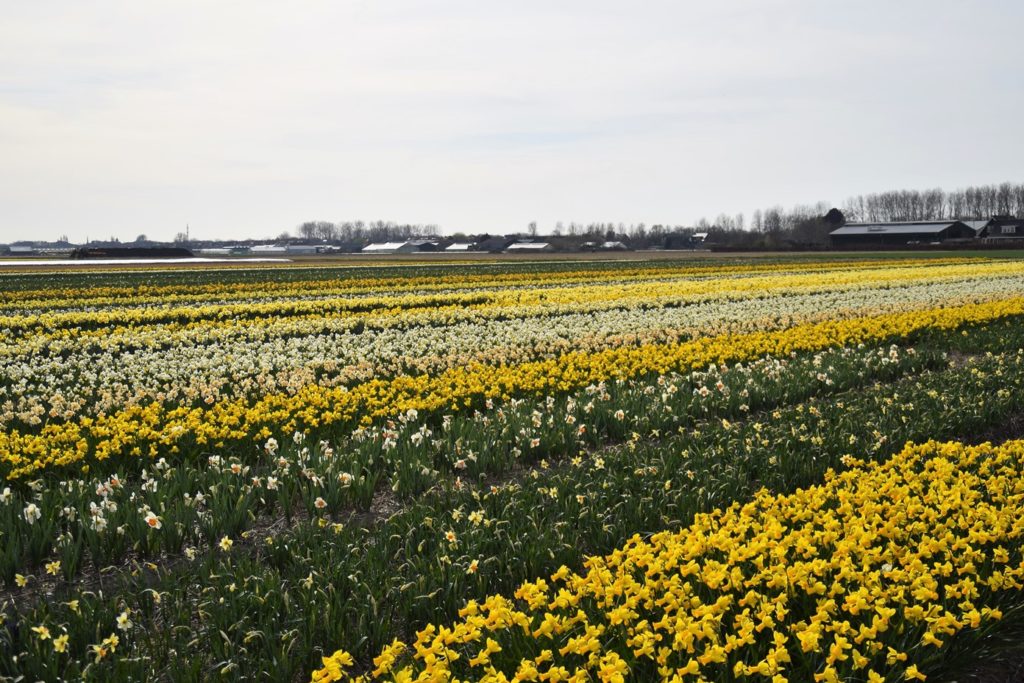 Spring time in Holland! - Dutch Daffodils